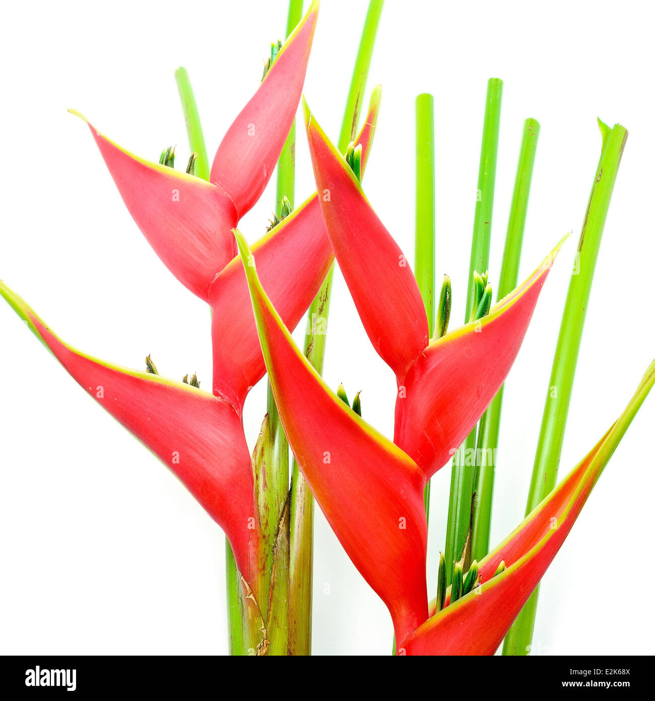 Tropical heliconia flower (Heliconia stricta), isolated on a white ...