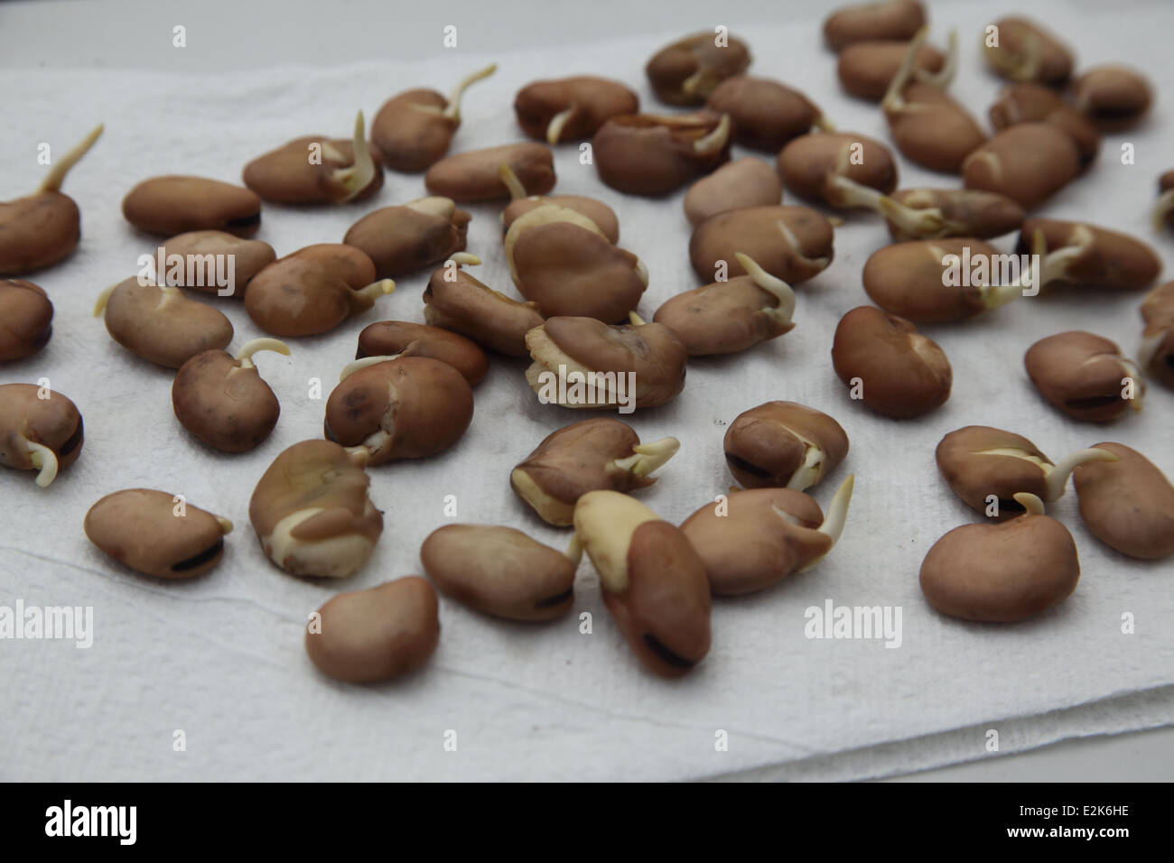 Pre germinated broad bean seed ready for planting Stock Photo - Alamy