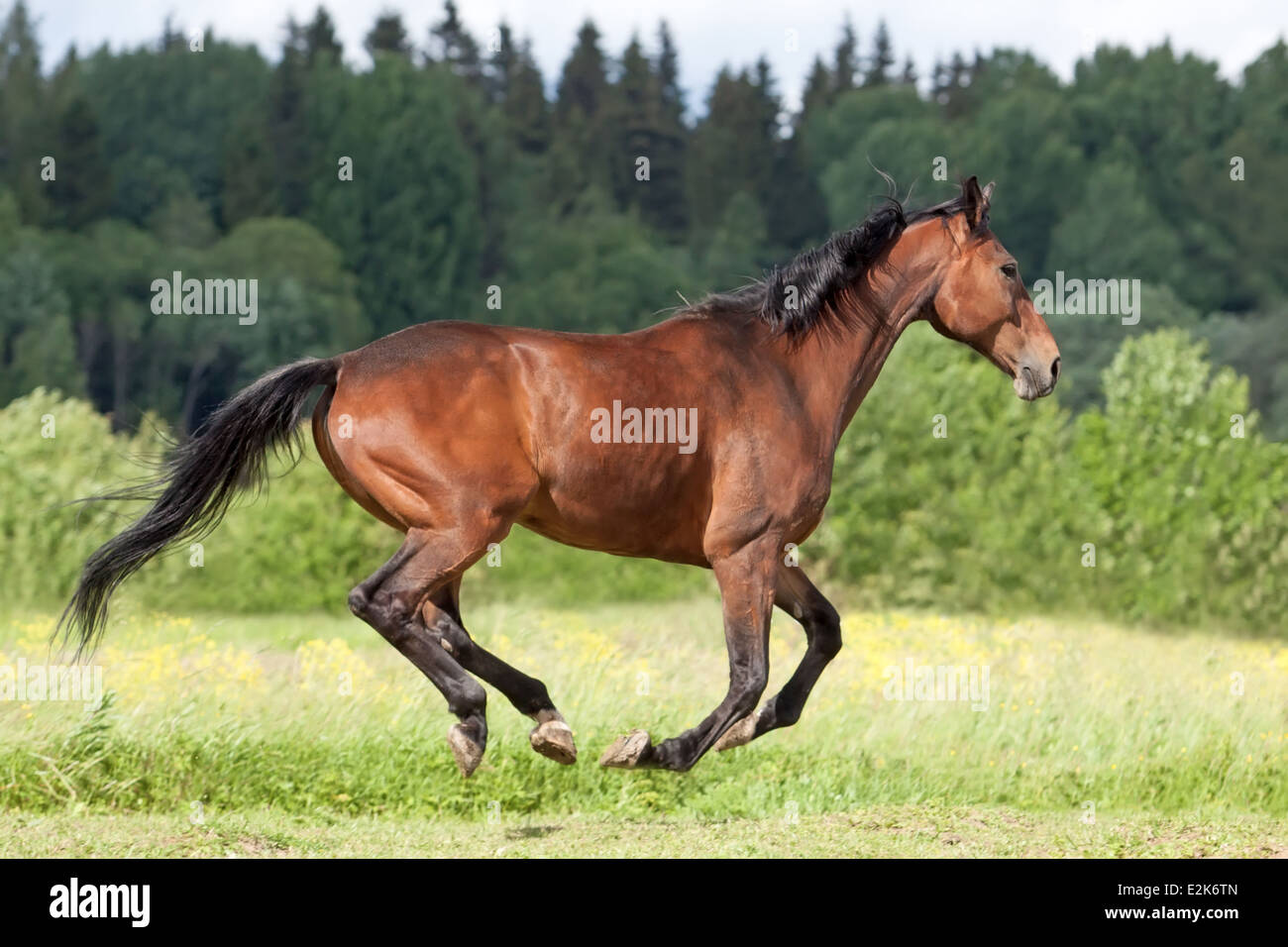 Horse Galloping Through Field High Resolution Stock Photography and ...