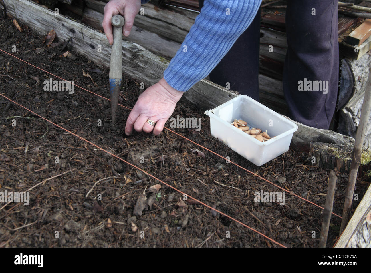 Planting pre germinated broad beans step 4 place the seed in the ...