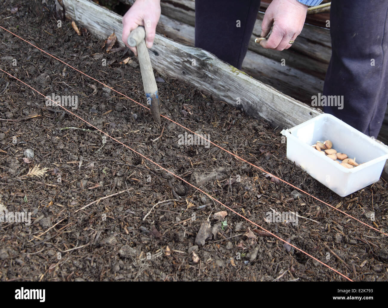 Planting pre germinated broad beans step 4 place seed in planting hole ...