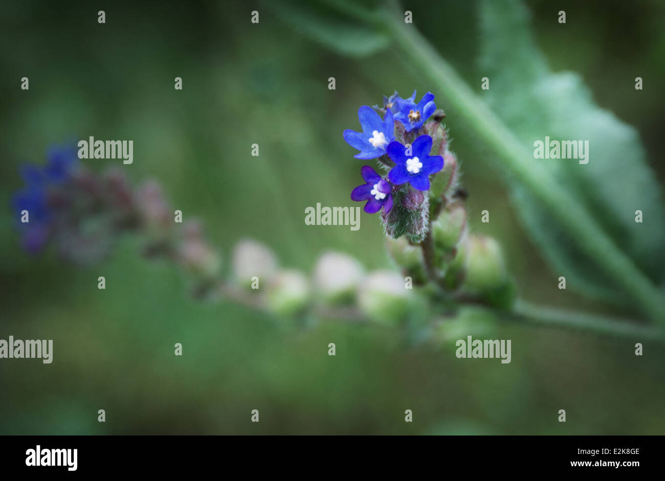 blue wild flowers Stock Photo - Alamy