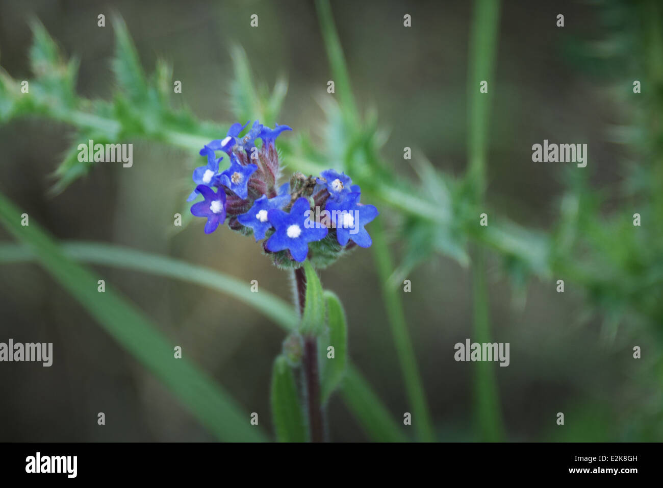 blue wild flowers Stock Photo - Alamy