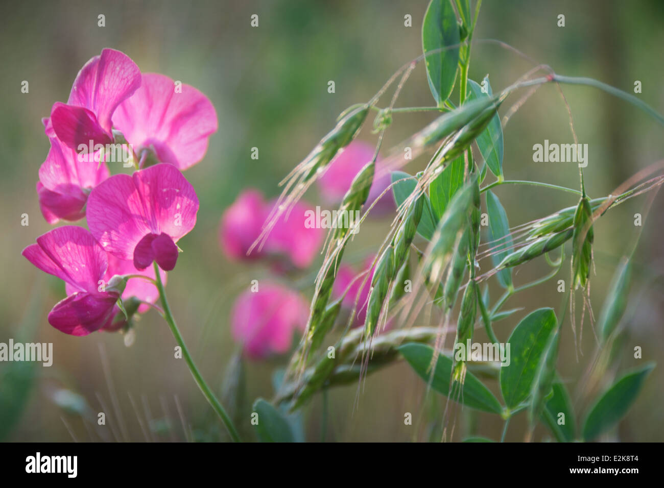 Wild Pea In Bloom High Resolution Stock Photography and Images - Alamy