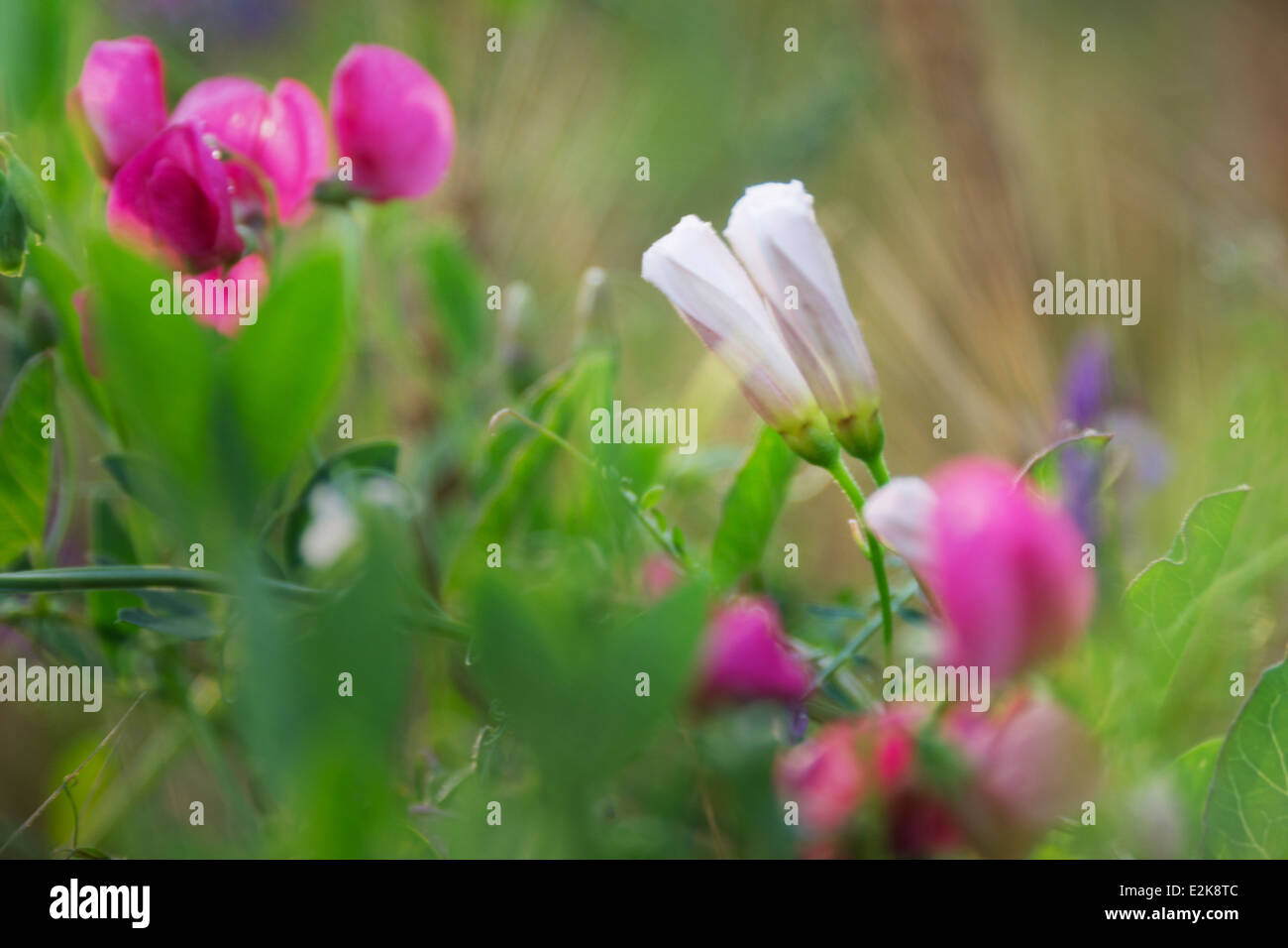 Posy flowers hi-res stock photography and images - Alamy