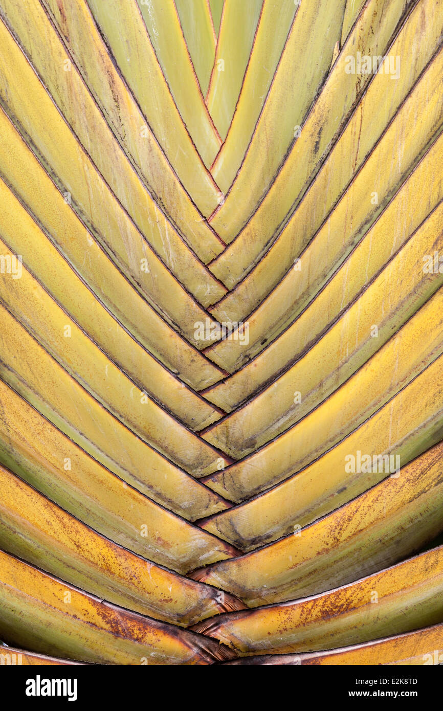 a tree is gradually growing and has a structure Stock Photo - Alamy