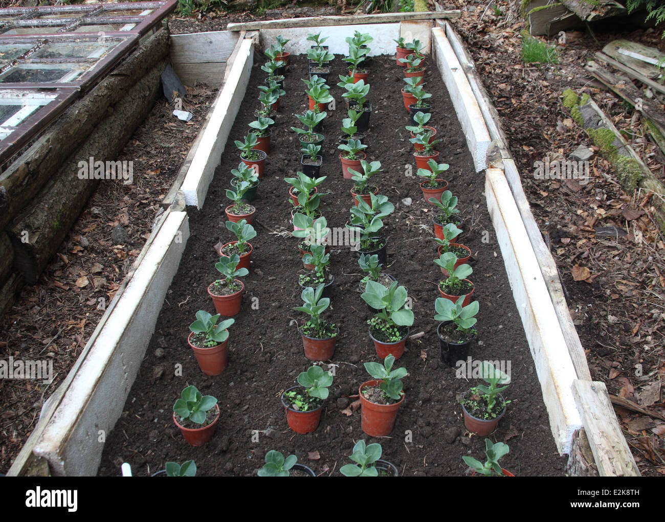 Broad bean plants laid out ready for planting in raised bed Stock Photo ...