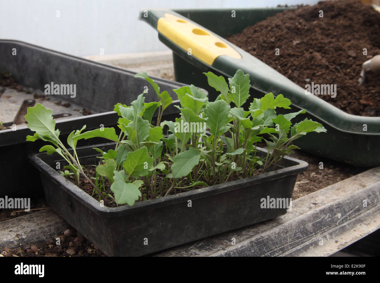 Broccoli plants ready for transplanting Stock Photo - Alamy