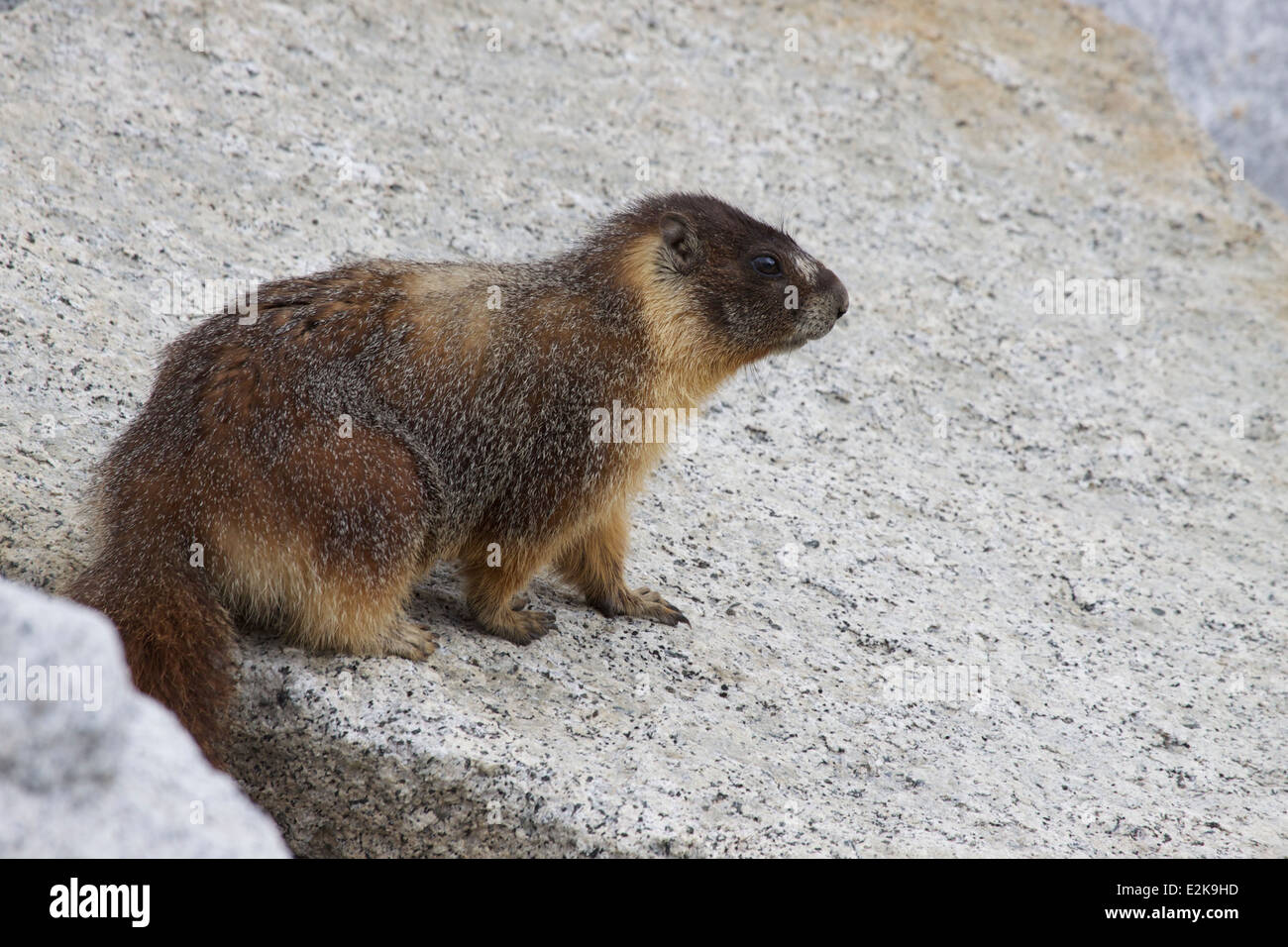 A wild Yellow bellied Marmot ( Marmota flaviventrisin ) the rocks at ...