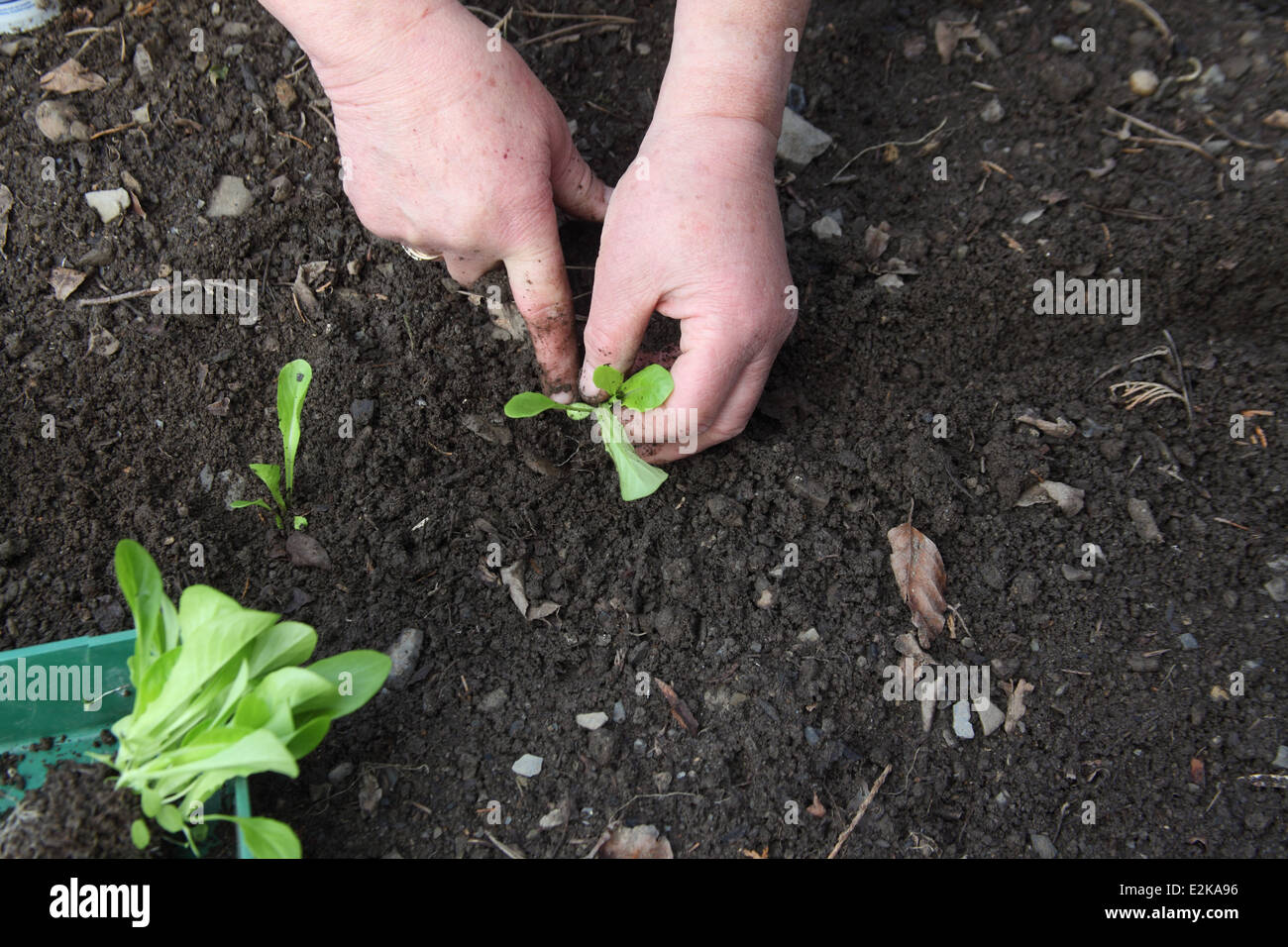 Transplanting lettuce step 5 place seedling in hole and firm down Stock ...
