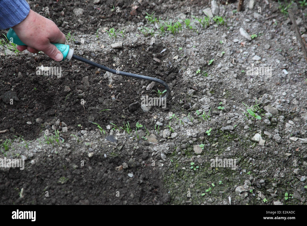 Growing carrots step by step hi-res stock photography and images - Alamy
