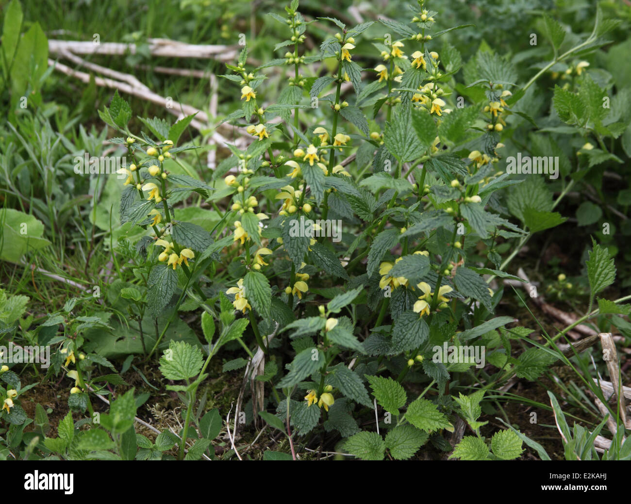 Lamiastrum galeobdolon Yellow archangel close up of plant in flower ...