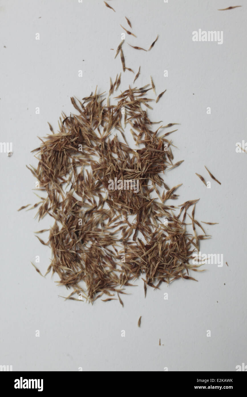 Growing a buddleia bush close up of seeds Stock Photo - Alamy