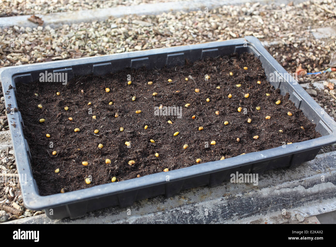 Growing Laburnum trees step7 lay out seeds about 30mm apart in seed ...
