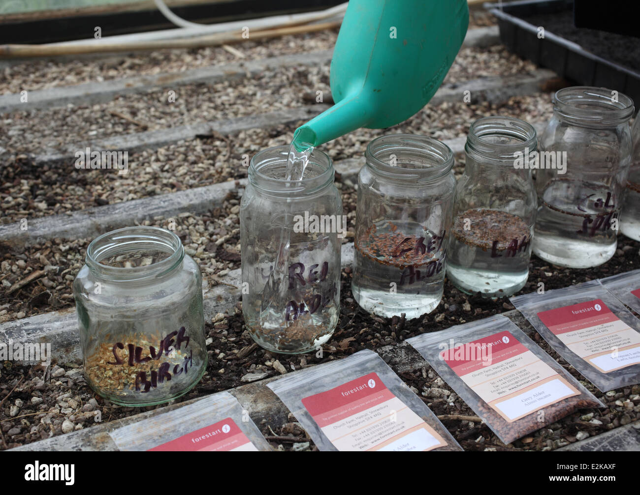 Growing trees requiring stratification from seed step3 half fill each ...