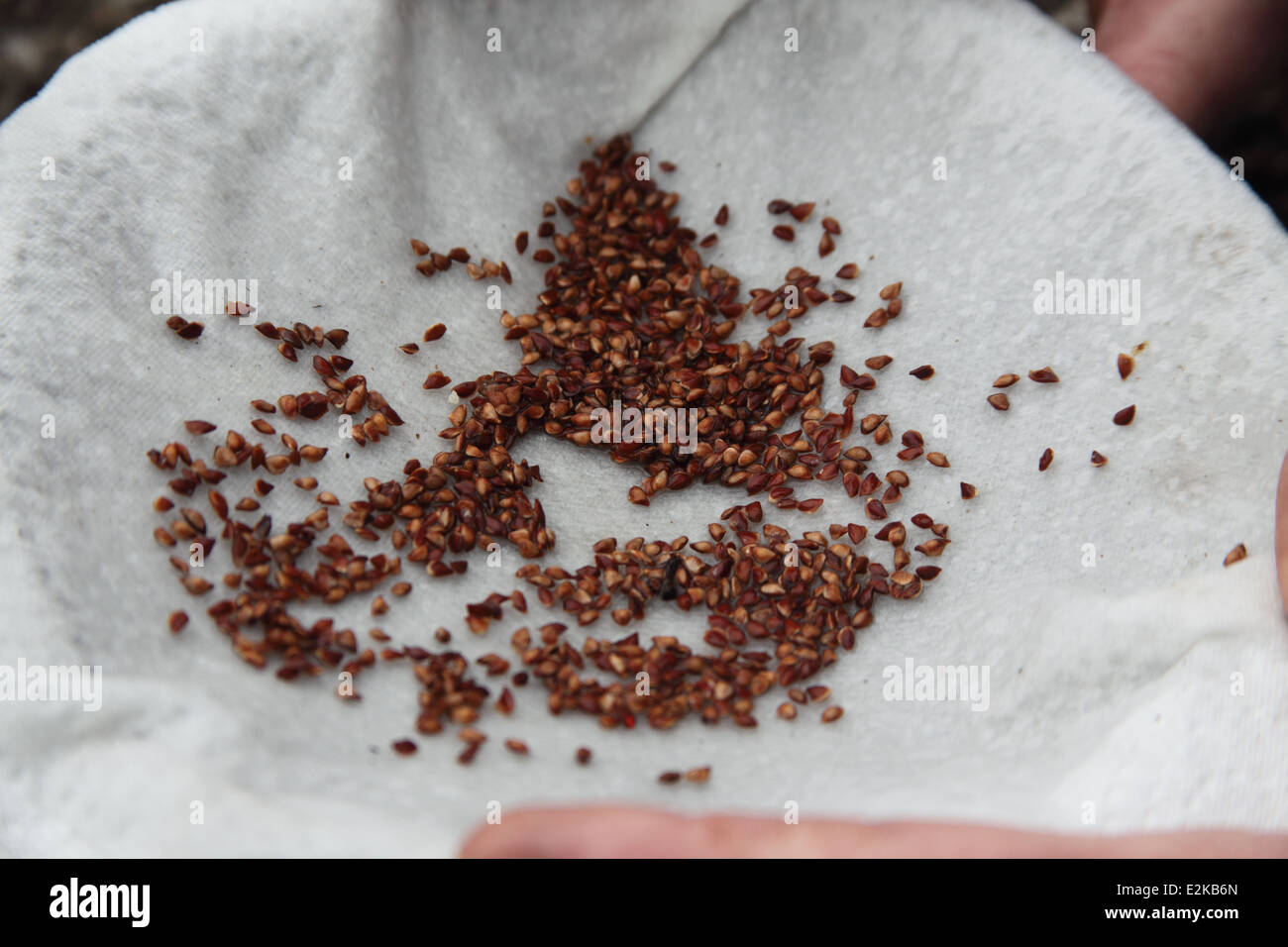 Growing trees requiring stratification step 4 seeds after soaking (1 ...