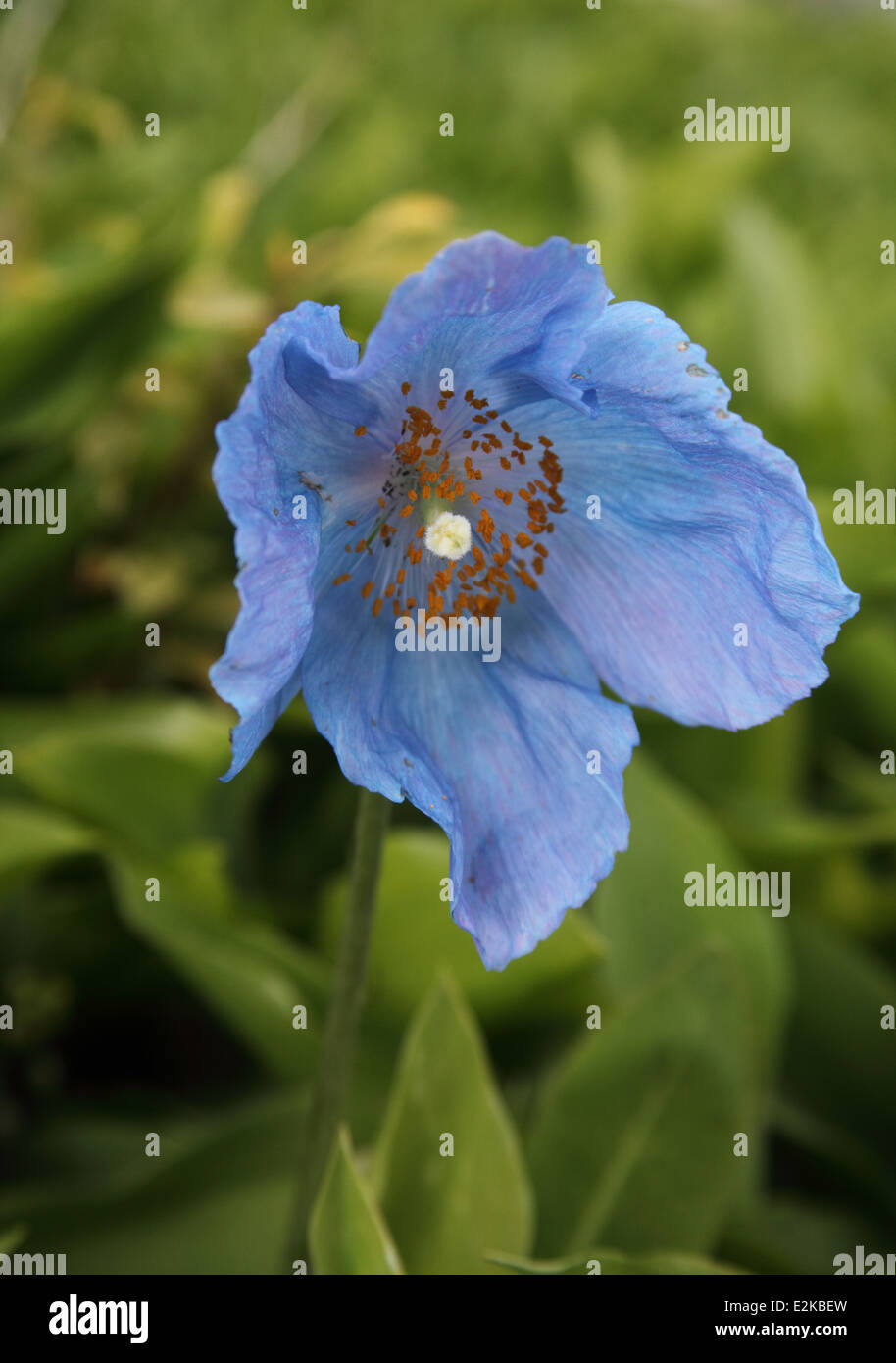 Meconopsis betonicifolia Himalayan poppy close up of flower Stock Photo ...