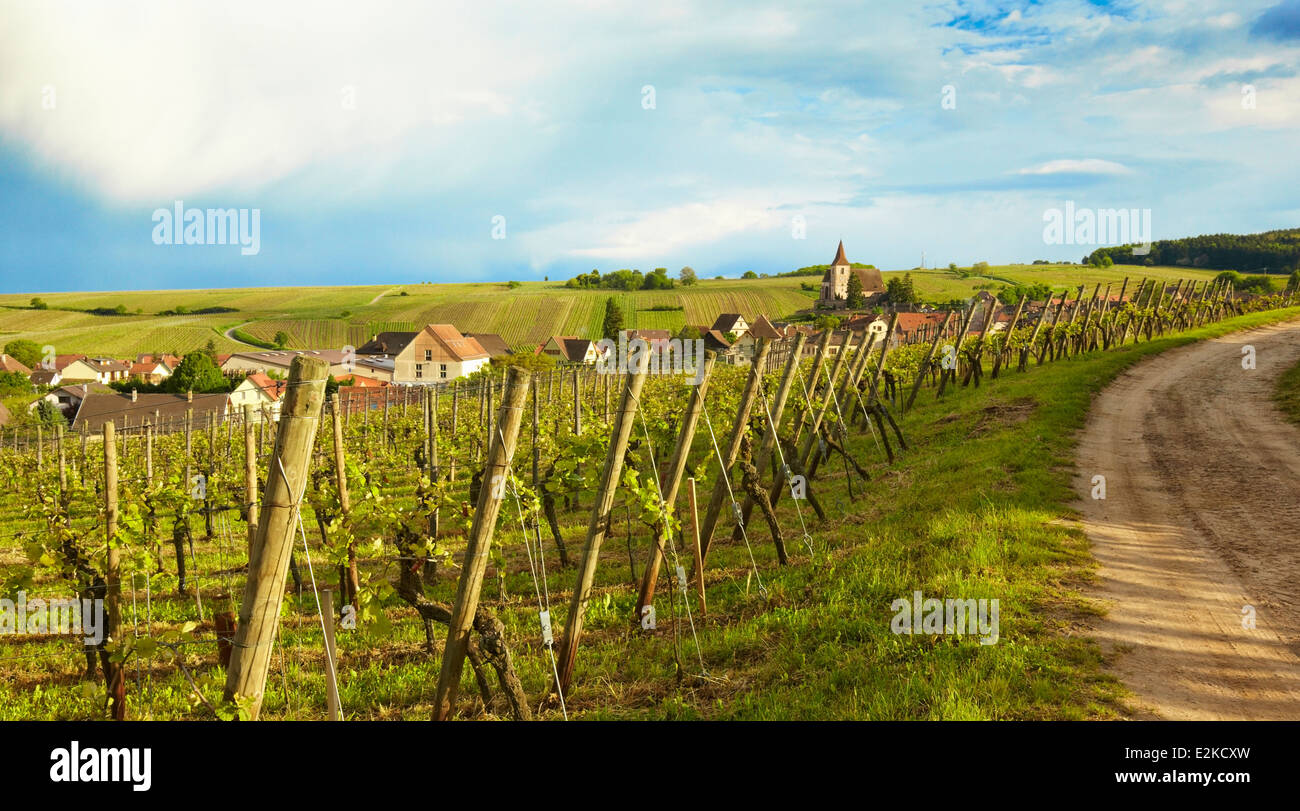 Alsace region vineyard hi-res stock photography and images - Alamy