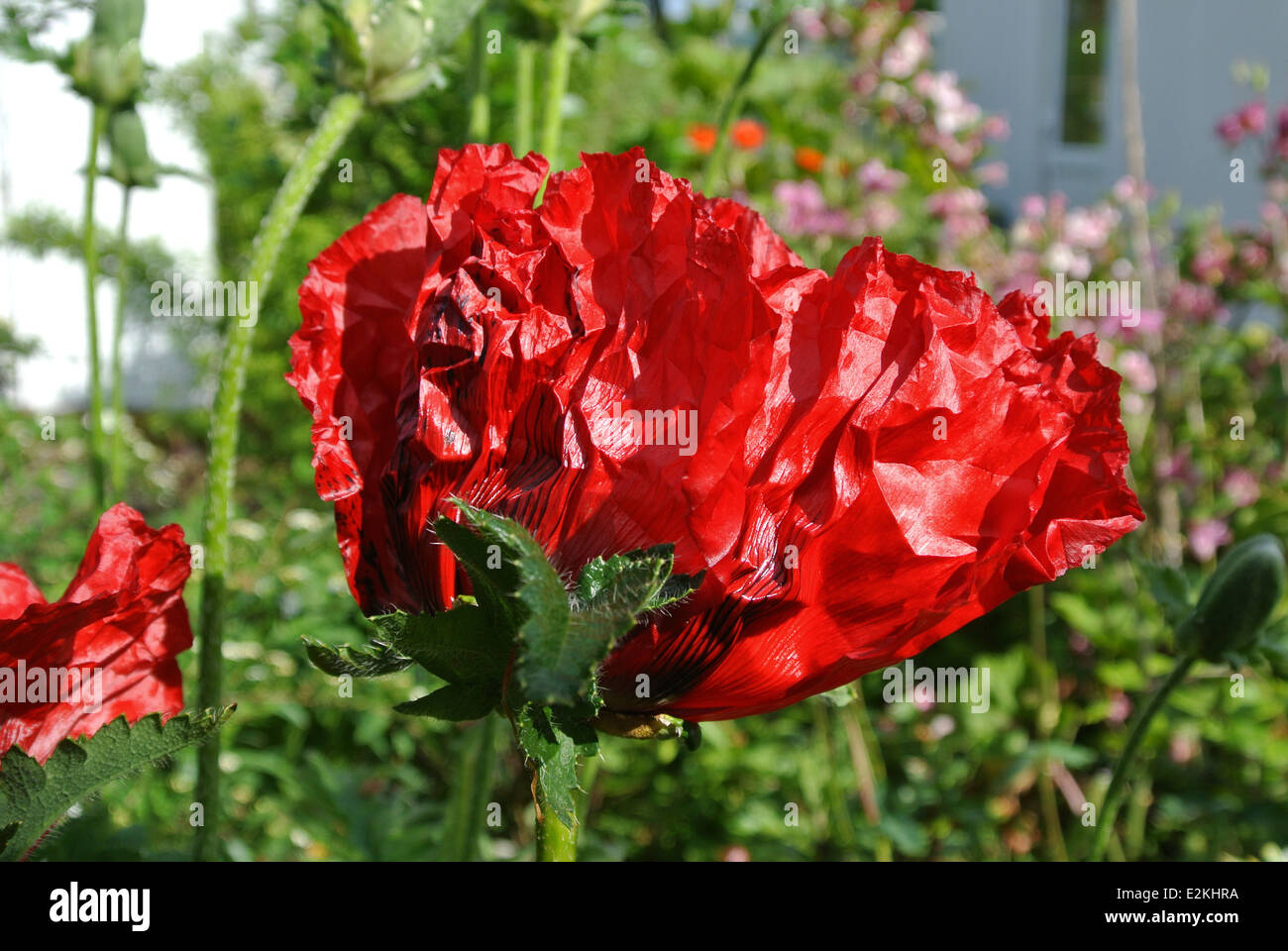 Oriental poppy beauty of livermere hi-res stock photography and images ...