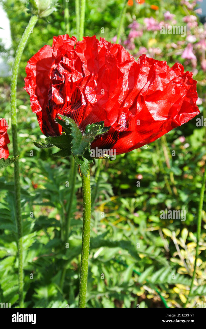 Oriental poppy Beauty of Livermere Stock Photo - Alamy