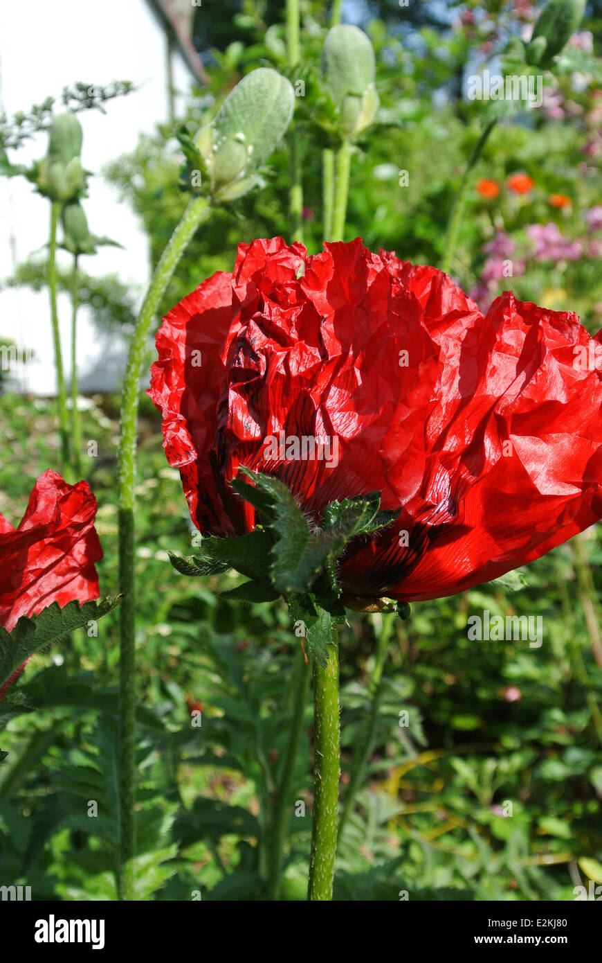 Beauty of Livermere poppy Stock Photo - Alamy