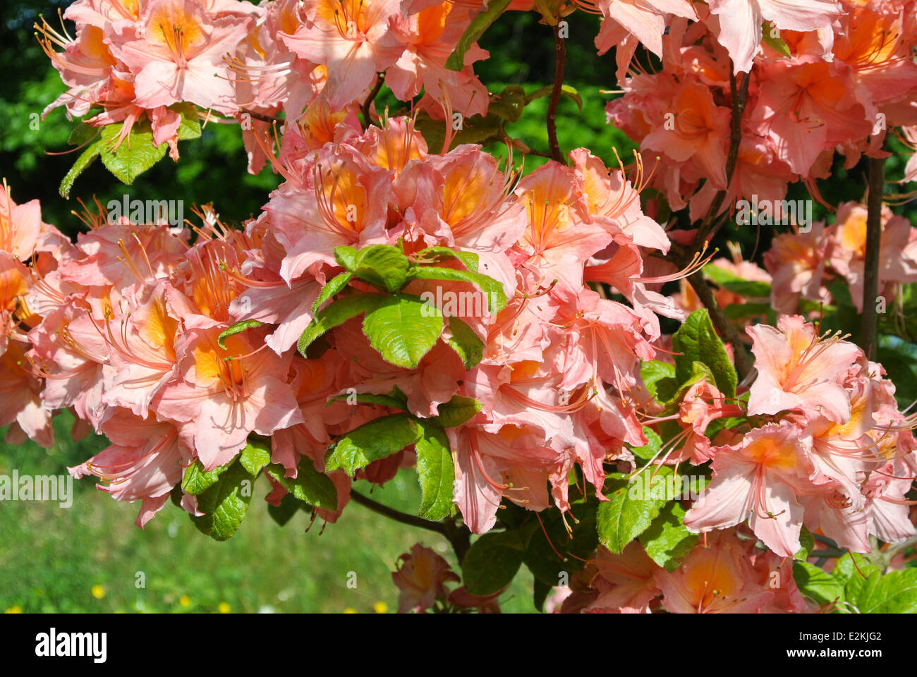 Colourful spring shrub hi-res stock photography and images - Alamy