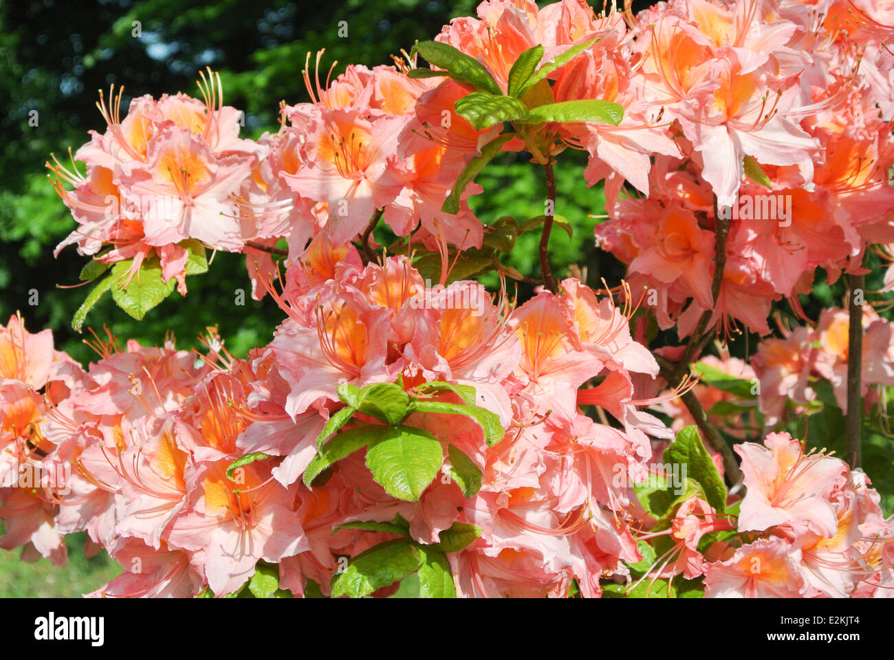 Azalea orange and pink Stock Photo - Alamy