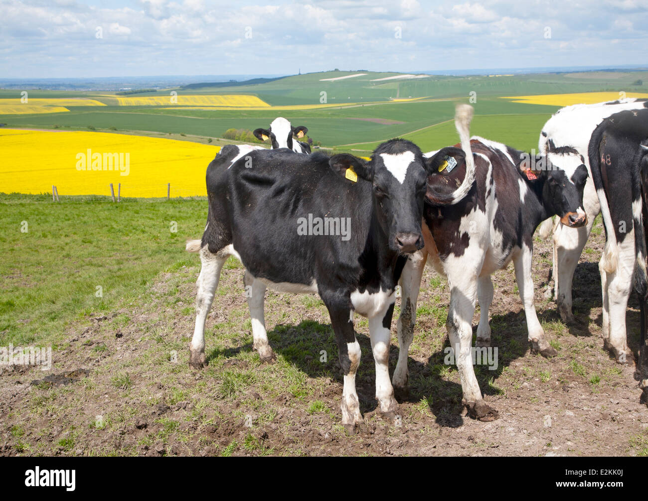 Young cattle standing high on chalk downland with oil seed rape crop in ...