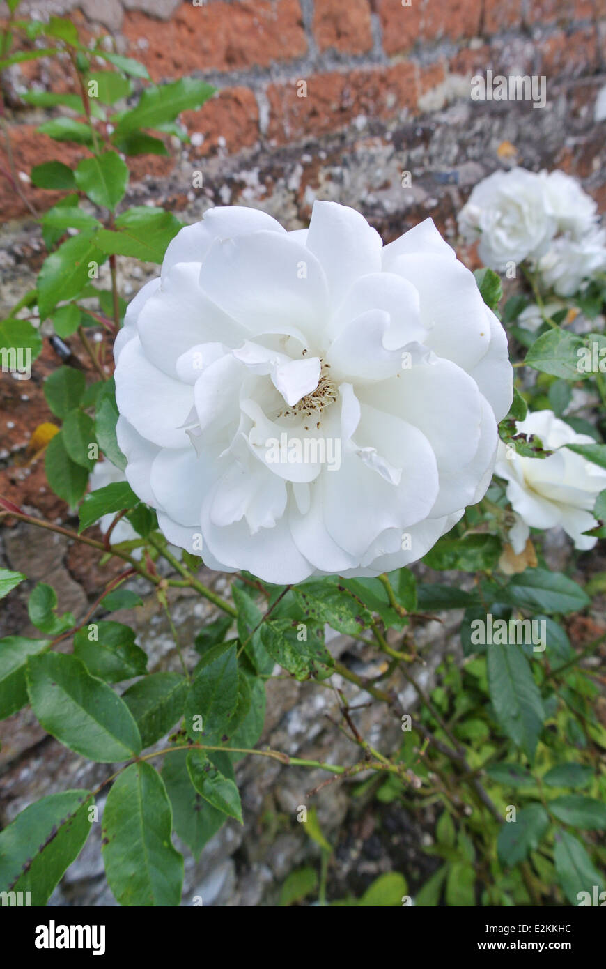 White floribunda roses hi-res stock photography and images - Alamy