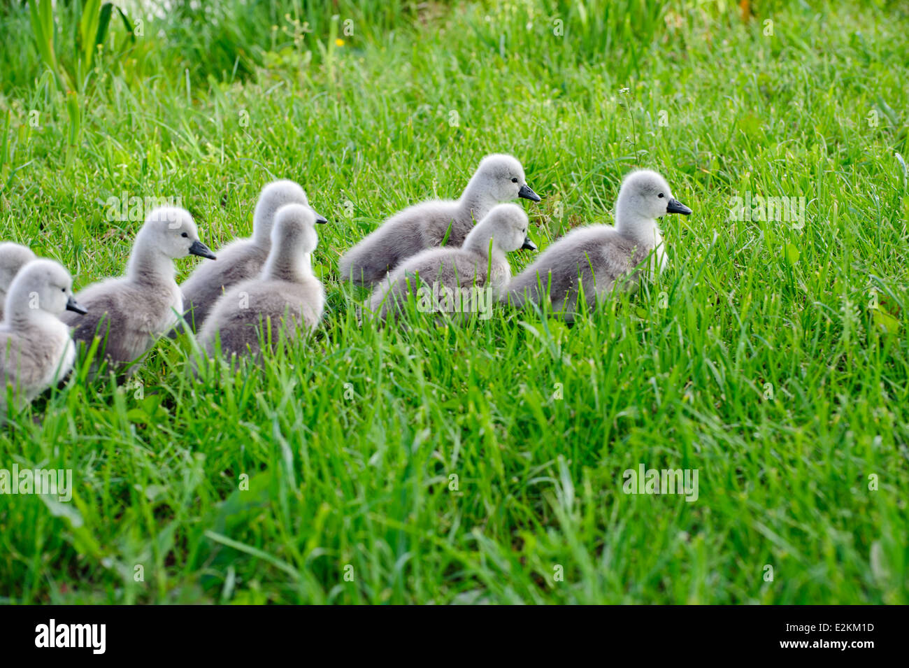 Baby swan walking hi-res stock photography and images - Alamy
