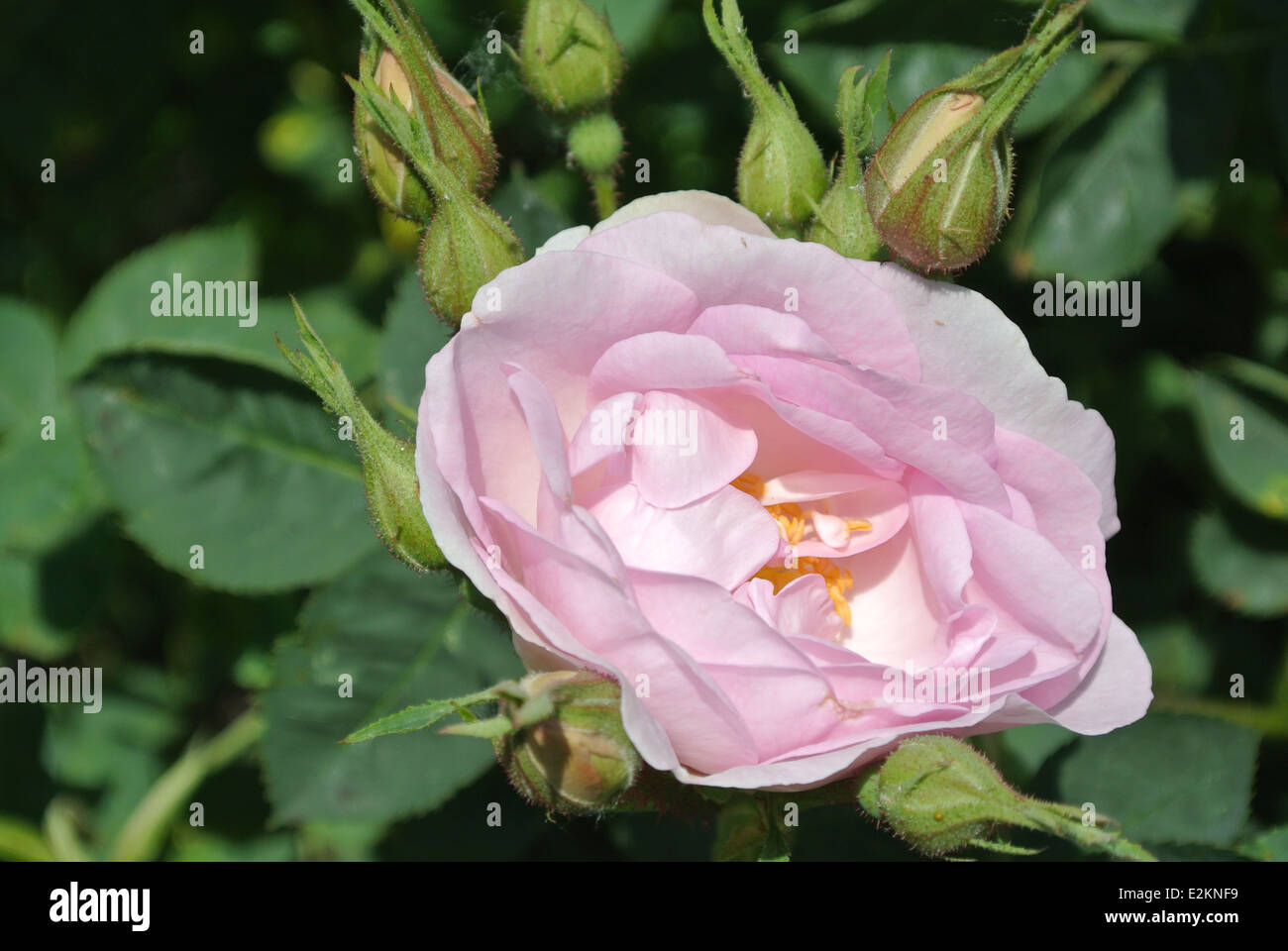 Pale pink rose Stock Photo - Alamy