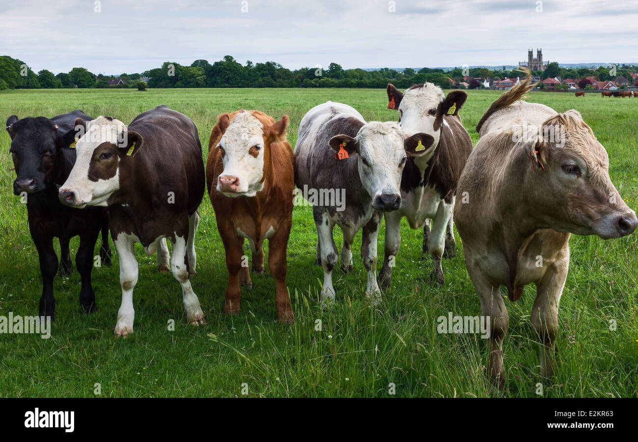 Cows graze on unrestricted open pasture on Westwood on June 20, 2014 in ...