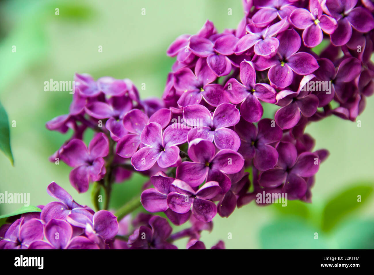 Syringa image hi-res stock photography and images - Alamy