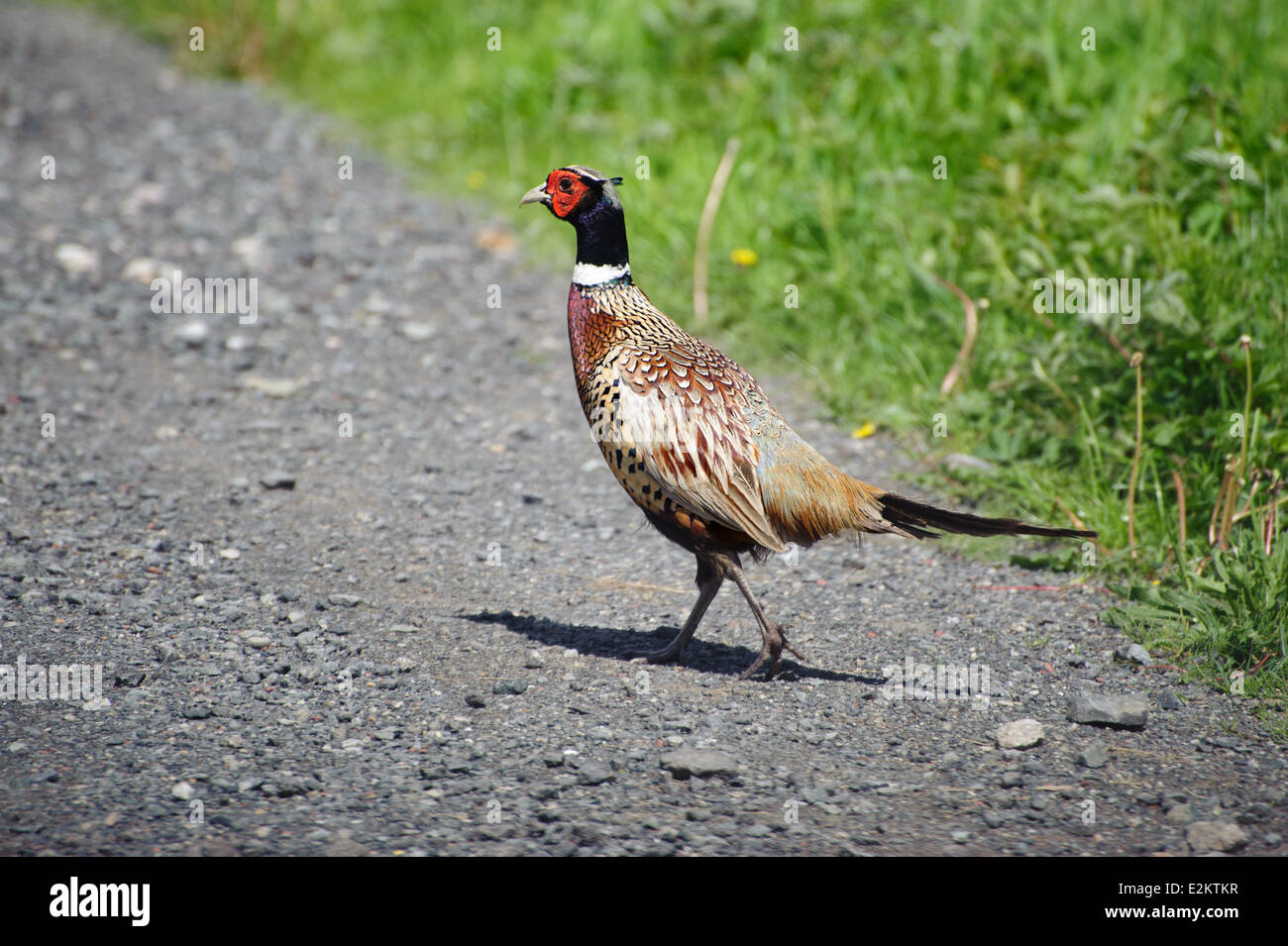 Beautiful pheasant close up walking on the country road Stock Photo - Alamy