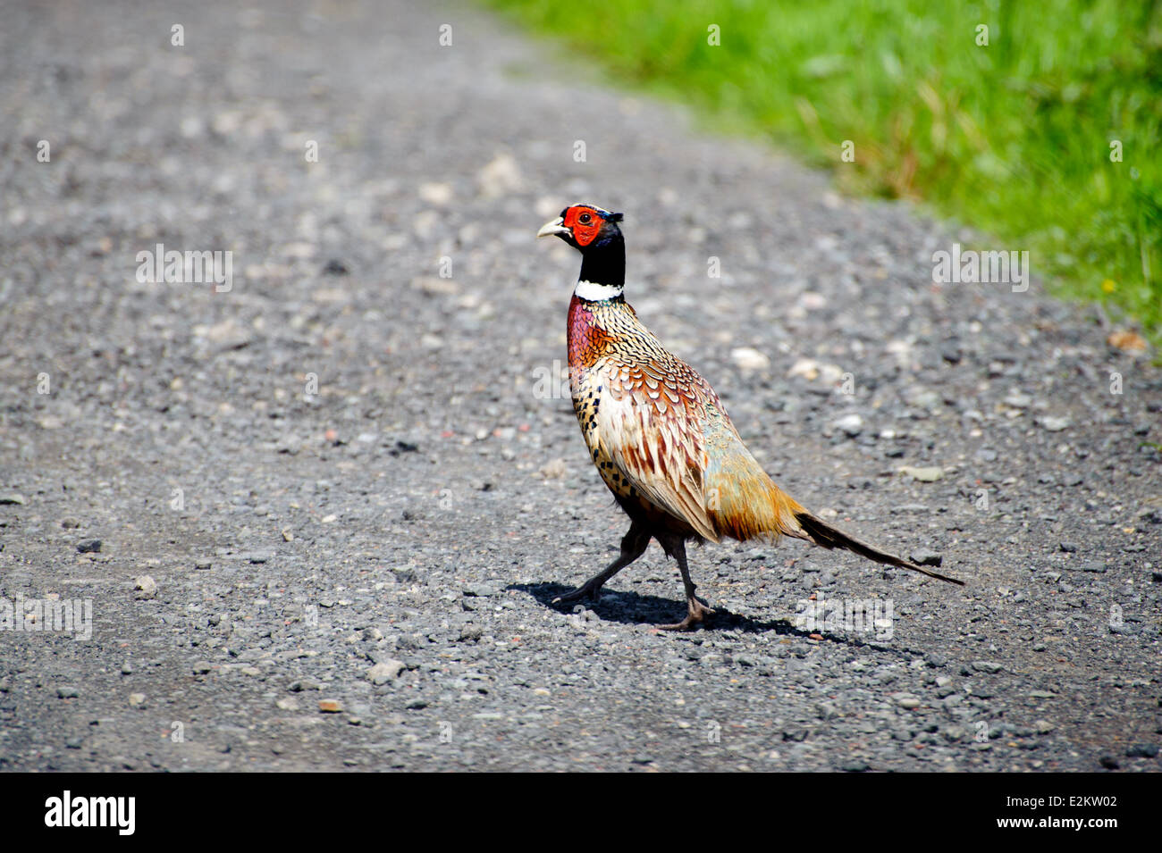 Beautiful pheasant close up walking on the country road Stock Photo - Alamy