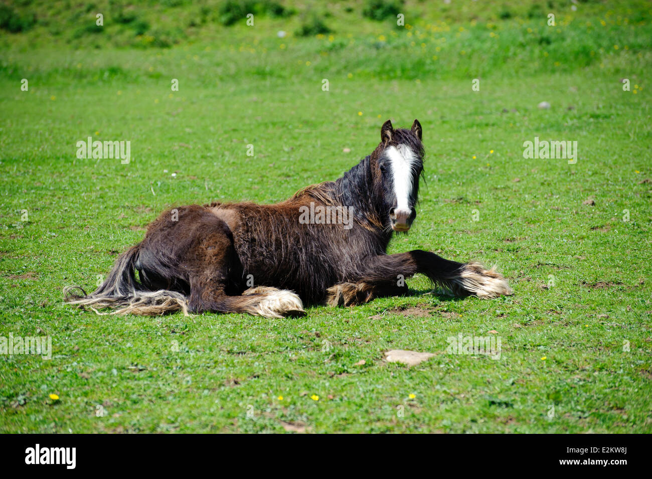 Rescued neglected horse resting and recovering in a green field Stock ...