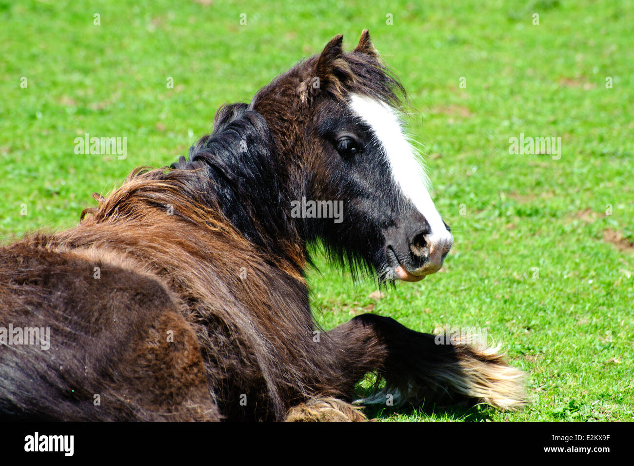 Neglected horse hi-res stock photography and images - Alamy