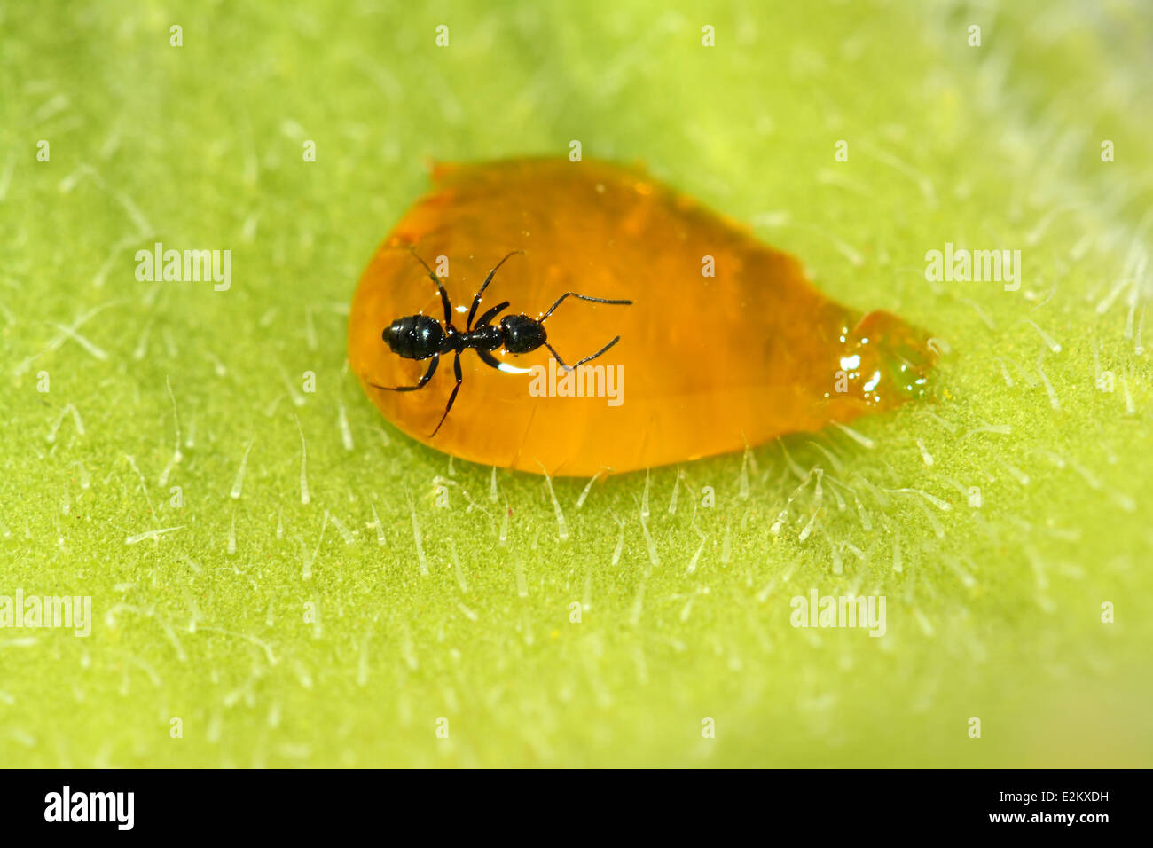 Ant in amber Stock Photo - Alamy