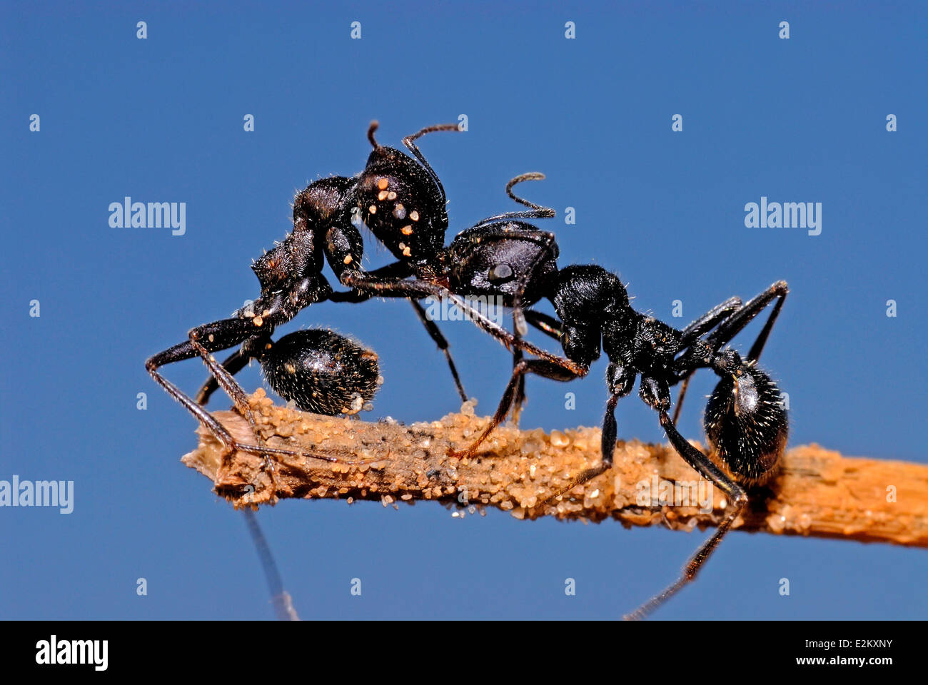 Bite fight hi-res stock photography and images - Alamy