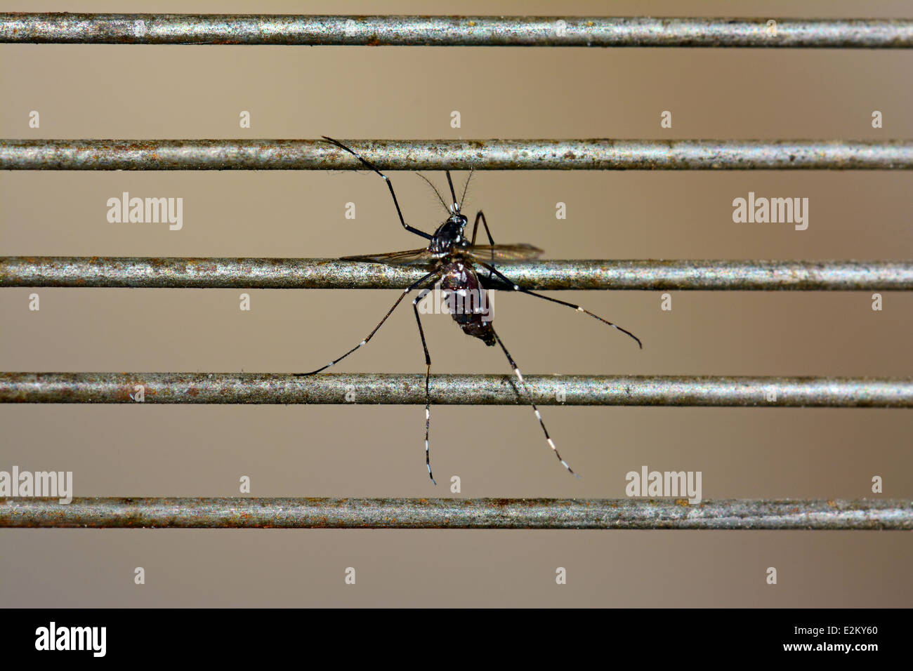 Asian tiger mosquito zapped Stock Photo - Alamy