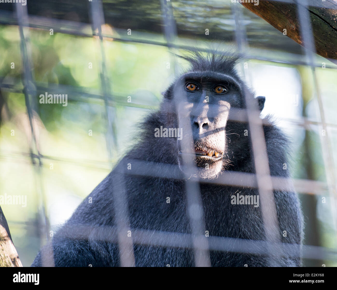 Funny macaque hi-res stock photography and images - Alamy