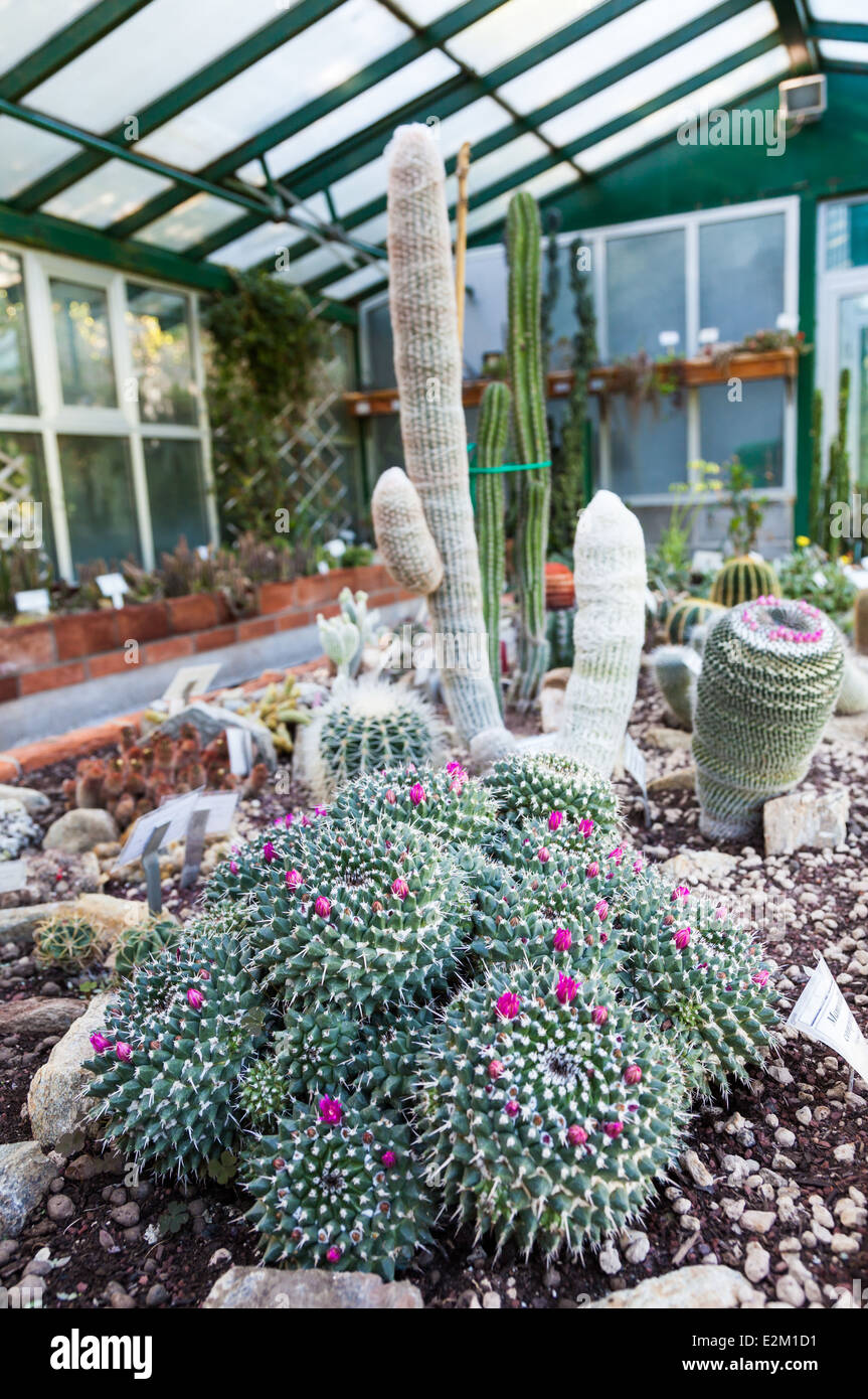 Interior of a cactus greenhouse; detail of the plantation banch Stock ...