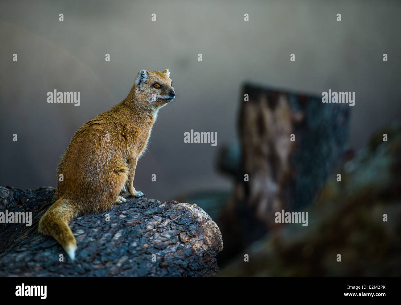 Stuffed mongoose hi-res stock photography and images - Alamy