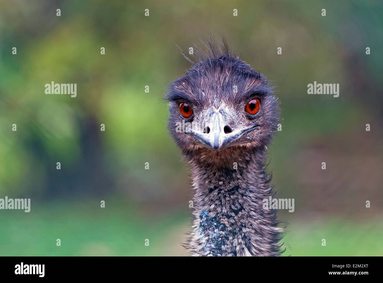 Emu portrait hi-res stock photography and images - Alamy