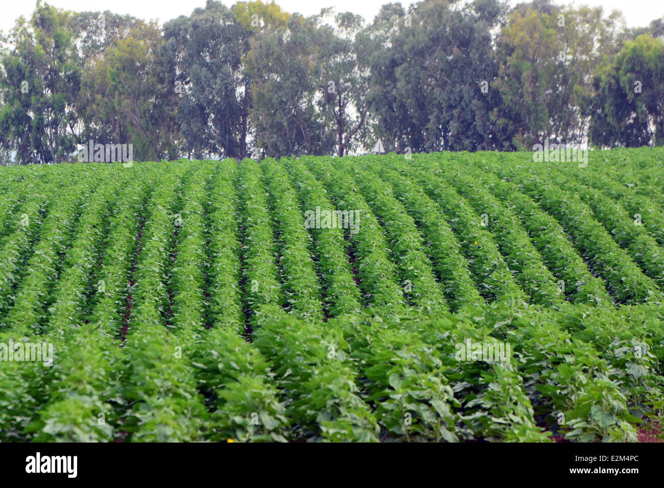 Green rows lines hi-res stock photography and images - Alamy