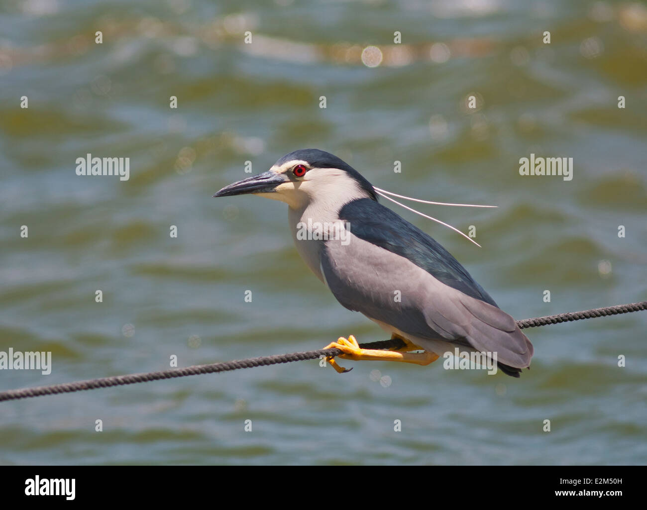 Black-crowned night heron, Nycticorax nycticorax Stock Photo - Alamy