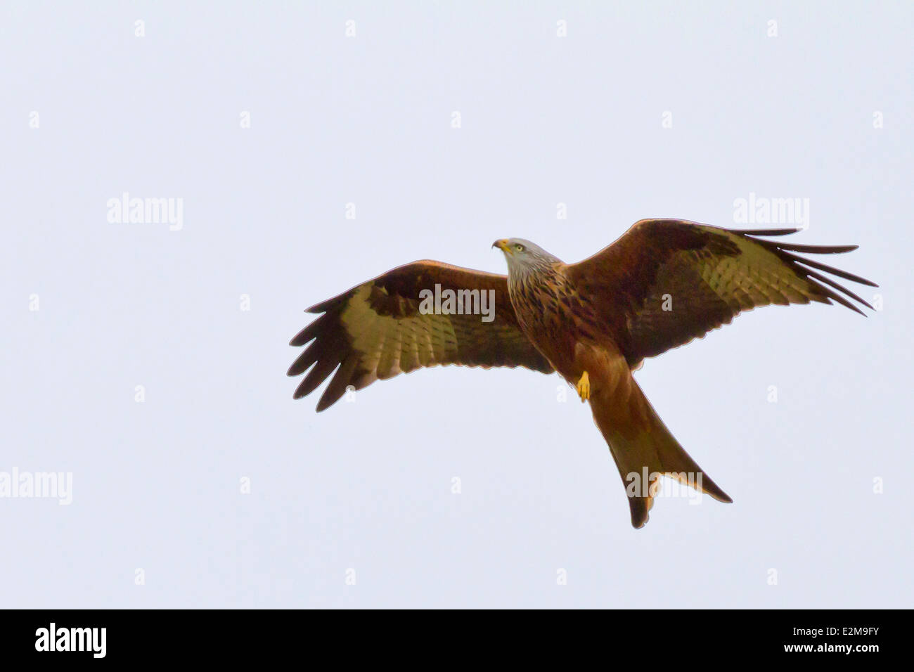 Red Kite in Flight Stock Photo - Alamy