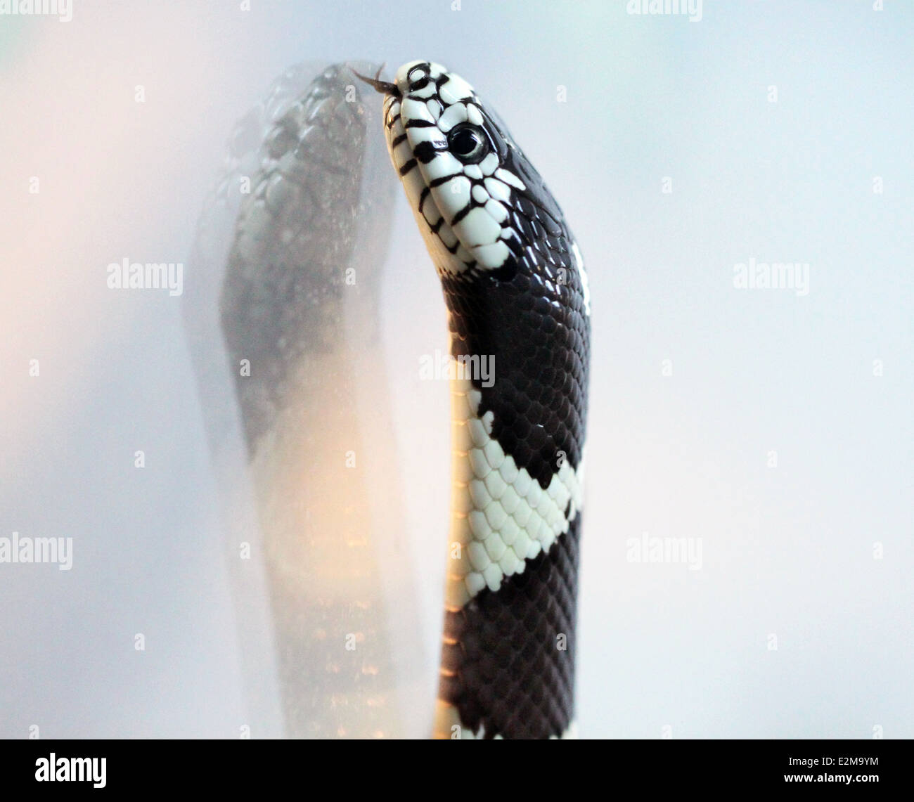 Venomous snakes hi-res stock photography and images - Alamy
