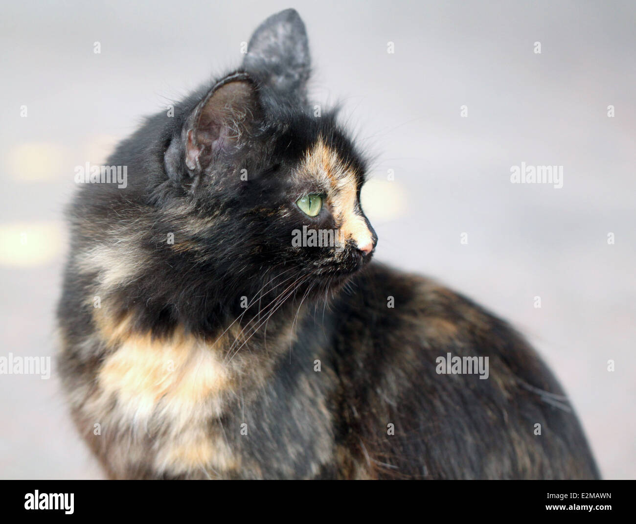 Multi colored cat hi-res stock photography and images - Alamy