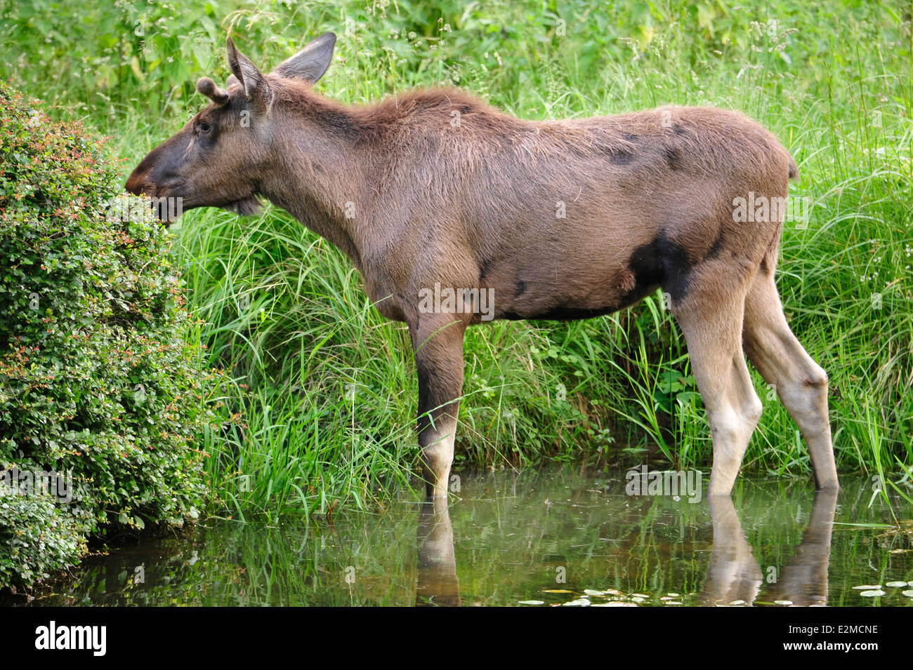 Eurasian elk (Europe Stock Photo - Alamy